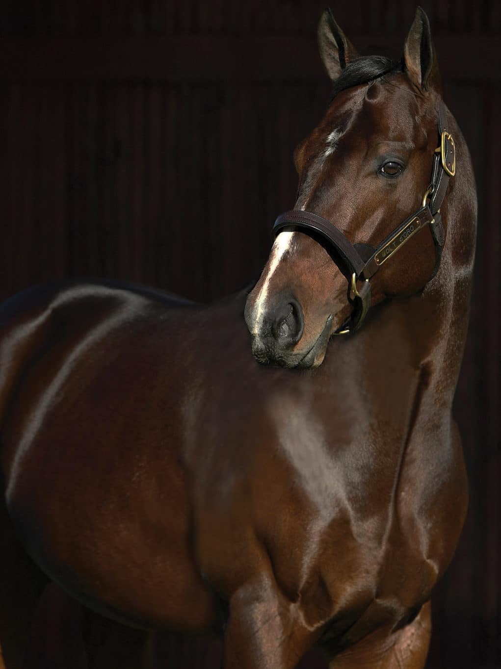Bolt d'Oro - Thoroughbred Stallion at Spendthrift Farm, KY