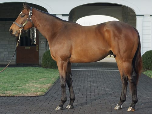 Home - Spendthrift - A Kentucky Thoroughbred Stallion Farm