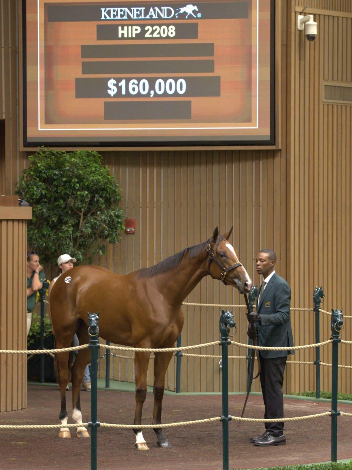 Maximus Mischief - Thoroughbred Stallion at Spendthrift Farm, KY