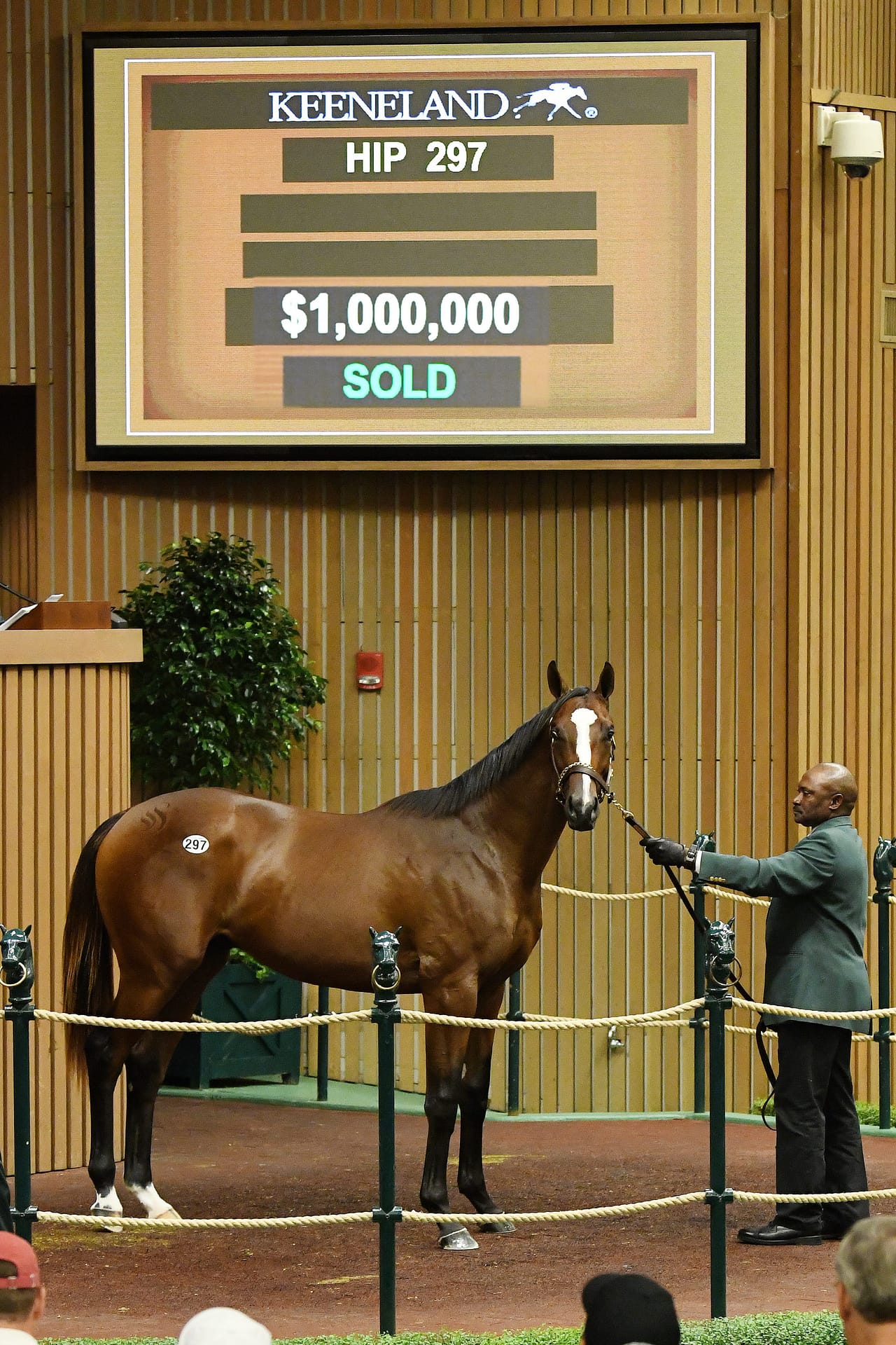 Thousand Words - Thoroughbred Stallion at Spendthrift Farm, KY