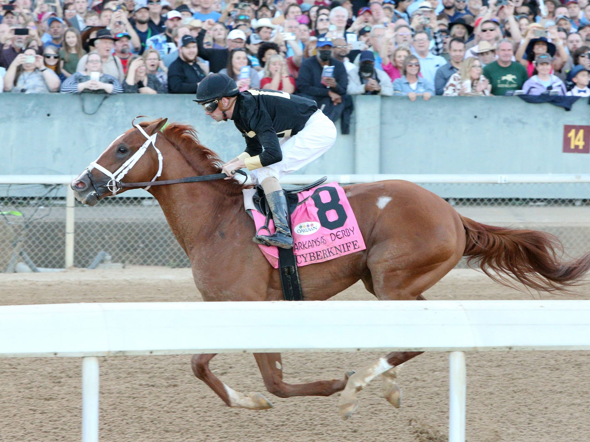 Cyberknife - Thoroughbred Stallion at Spendthrift Farm, KY